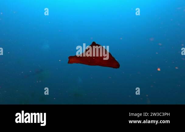 Red sea hare Stock Videos & Footage - HD and 4K Video Clips - Alamy