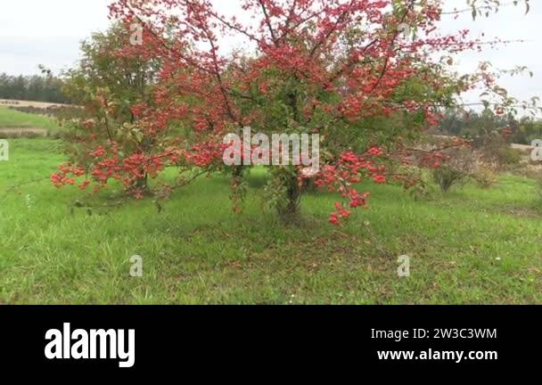 Japanese apple tree Stock Videos & Footage - HD and 4K Video Clips - Alamy