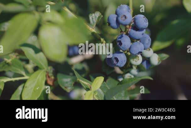 Sunny blueberry crop Stock Videos & Footage - HD and 4K Video Clips - Alamy