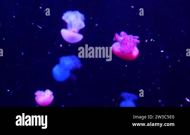 Shiny vibrant fluorescent jellyfish glow underwater, dark neon dynamic ...