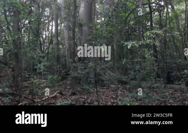 Moist deciduous forests Stock Videos & Footage - HD and 4K Video Clips ...