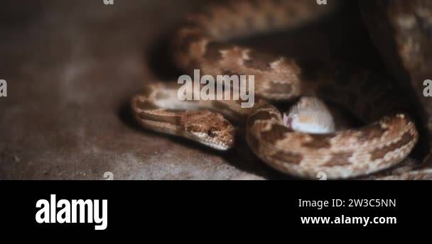 Royal snake, also known as diadem snake eating a mouse on a sandy ...