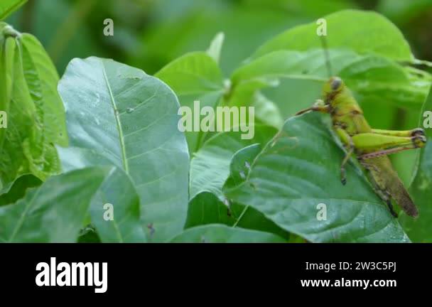 A big green grasshopper sitting on a leaf with some wind in the ...