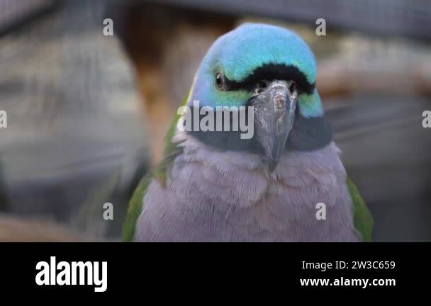 Chinese parrot Stock Videos & Footage - HD and 4K Video Clips - Alamy