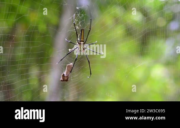 The Giant wood spider (Nephila maculata nephila pilipes) AKA the Golden ...