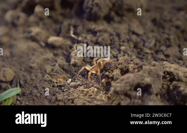 Spider on soil Stock Videos & Footage - HD and 4K Video Clips - Alamy