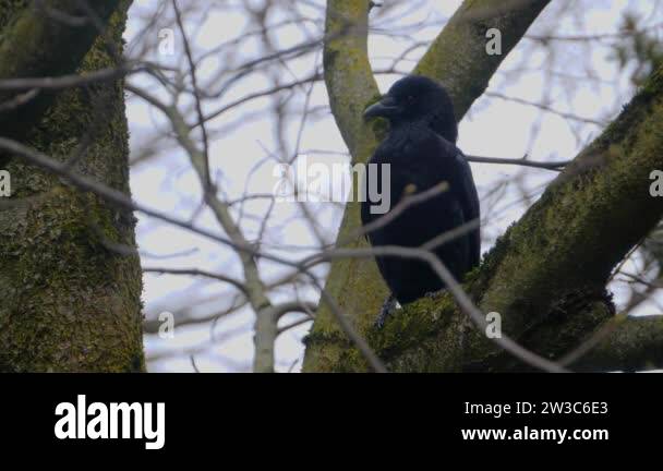 Natural carrion crow raven Stock Videos & Footage - HD and 4K Video ...