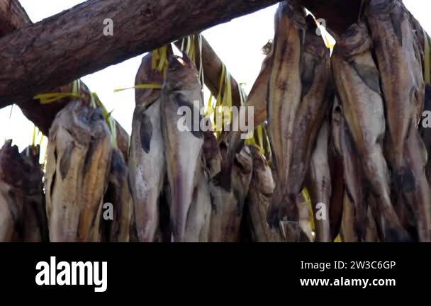 Pollacks(Hwangtae) are being dried at Yongdae-ri near Inje-gun, Korea ...