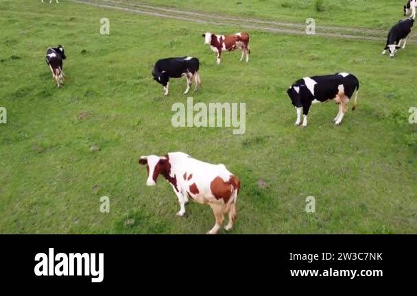 Livestock walks in the meadow and grazes, cows in the wild, forage on ...