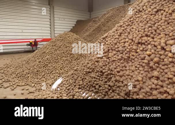 Potatoes storage in warehouse . potato raw materials for food industry ...