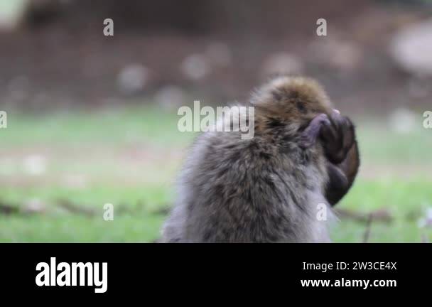 Barbary ape eating at Cedre Gouraud Forest in the Middle Atlas Mountain ...