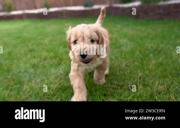 Running cockapoo Stock Videos & Footage - HD and 4K Video Clips - Alamy