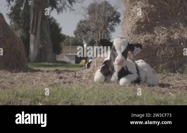 Hay drum Stock Videos & Footage - HD and 4K Video Clips - Alamy