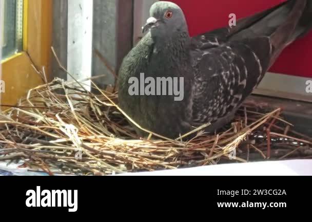 Hatching dove Stock Videos & Footage - HD and 4K Video Clips - Alamy