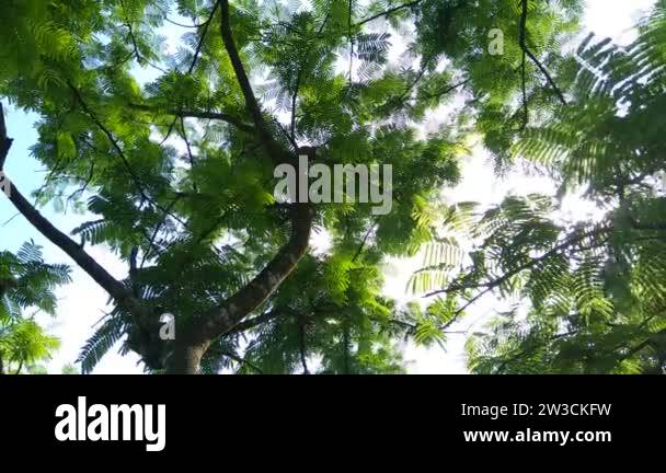 Sato leaves (Parkia speciosa, Parkia speciosa, petai, pete, twisted ...