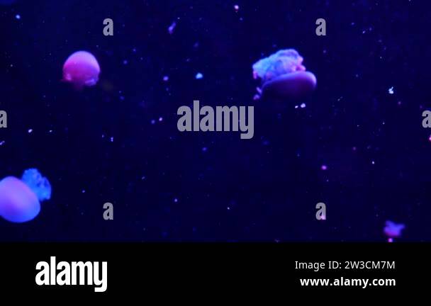Shiny vibrant fluorescent jellyfish glow underwater, dark neon dynamic ...