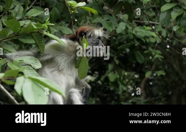 Affe afrika Stock Videos & Footage - HD and 4K Video Clips - Alamy