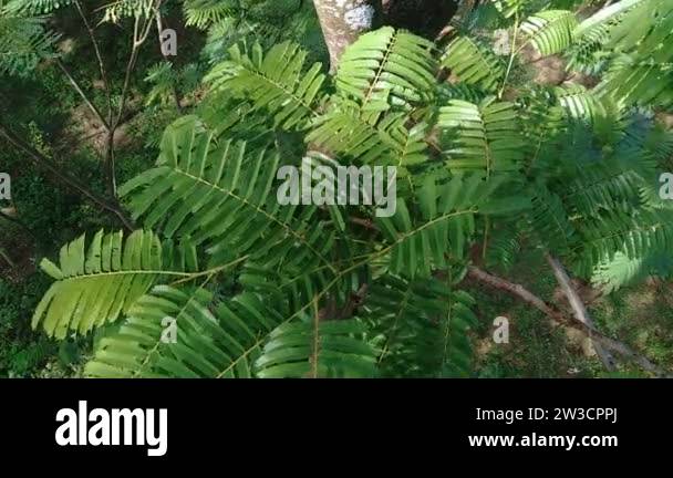 Sato leaves (Parkia speciosa, Parkia speciosa, petai, pete, twisted ...