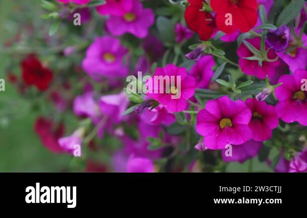 Plant of the nightshade family Stock Videos & Footage - HD and 4K Video ...