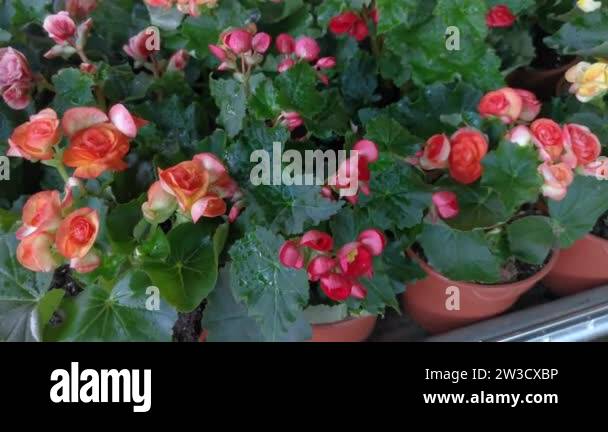 Beautiful begonia flower texture Stock Videos & Footage - HD and 4K ...