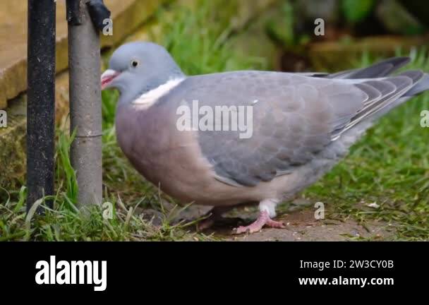 The common wood pigeon is a large species in the dove and pigeon family ...