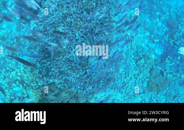 Underwater View Of Tropical Fish In Kri Island, Raja Ampat. Marine ...