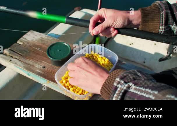 Close up of hands setting corn as bait on fishing hook. Man is holding ...