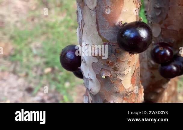 Jabuticaba tree Stock Videos & Footage - HD and 4K Video Clips - Alamy
