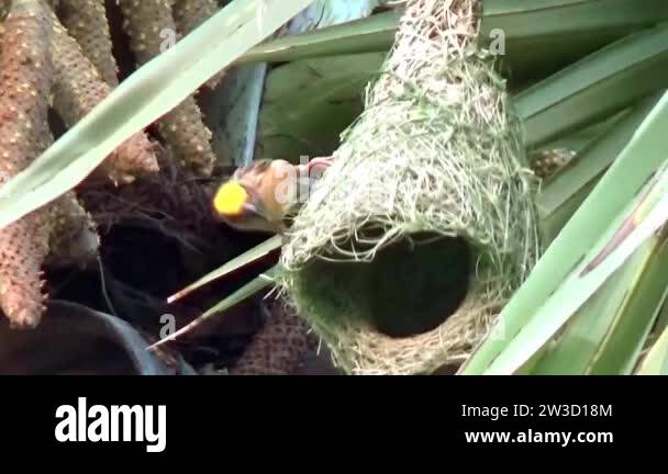 Indian weaver bird Stock Videos & Footage - HD and 4K Video Clips - Alamy