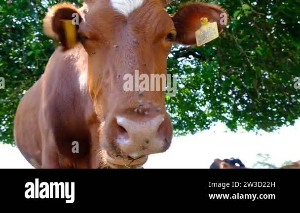 Portrait of a cow in the pasture. Animal head close up. Flies sit on ...