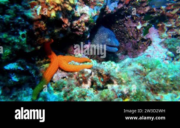 Underwater scene Sea star near a moray eel - Scuba diving in Majorca ...