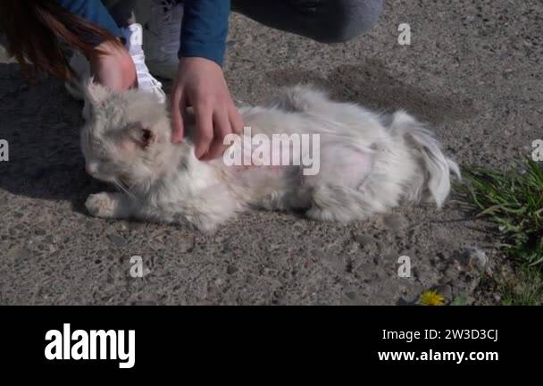 Bold cat Stock Videos & Footage - HD and 4K Video Clips - Alamy