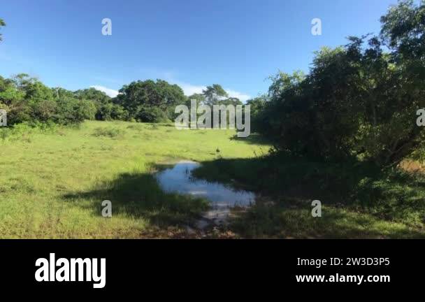 Bush field Stock Videos & Footage - HD and 4K Video Clips - Alamy