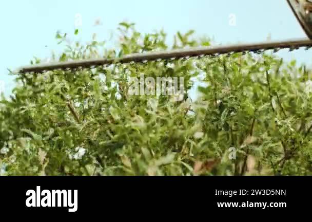 Gardener trimming tree in green park with electric trimmer for hedge ...