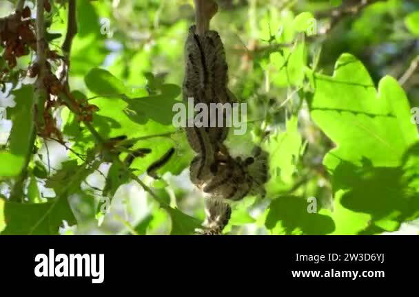 Nest oak processionary caterpillar (Thaumetopoea processionea) in an ...