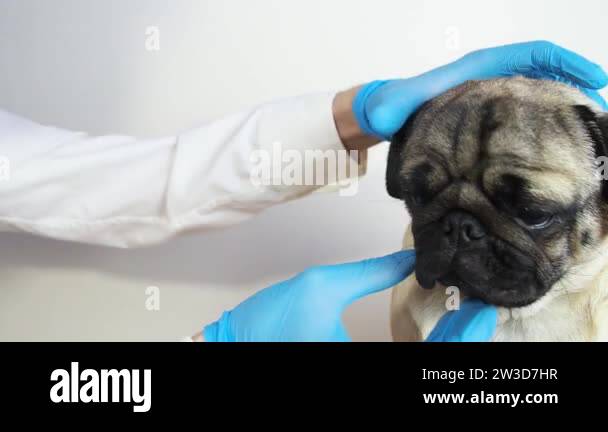 Dog has a wound, itchy spot, skin problem, redness. Dermatitis, allergy ...