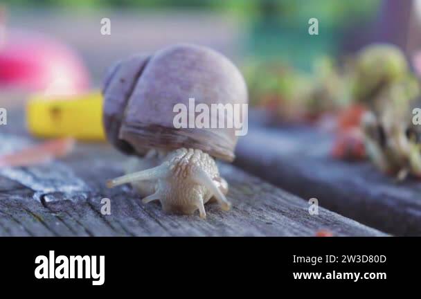 snail slowly creeps and moves its antennae, sunny weather, wildlife ...