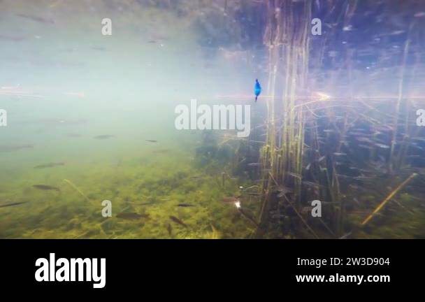 Float under water fish Stock Videos & Footage - HD and 4K Video Clips ...