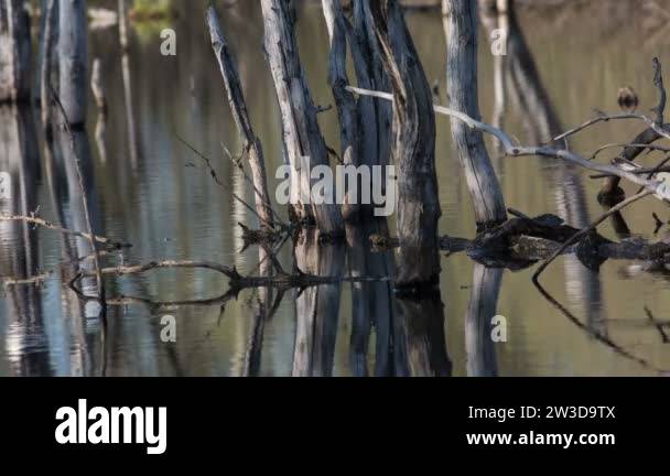 Marsh landscapes Stock Videos & Footage - HD and 4K Video Clips - Alamy