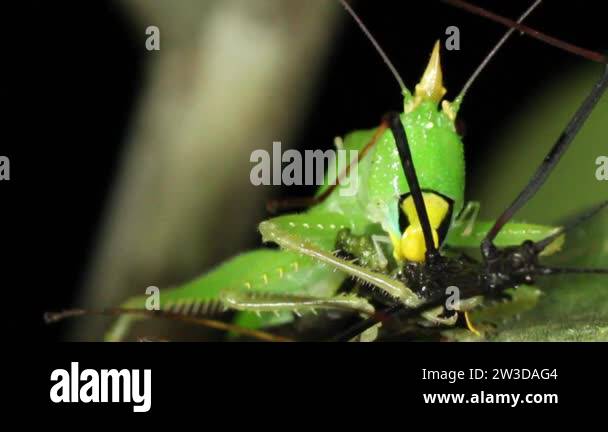 close up video, Thorny devil katydid, Panacanthus cuspidatus, green ...