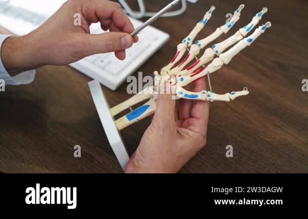 Male doctor holding hand skeleton model. Specialist explain the work of ...