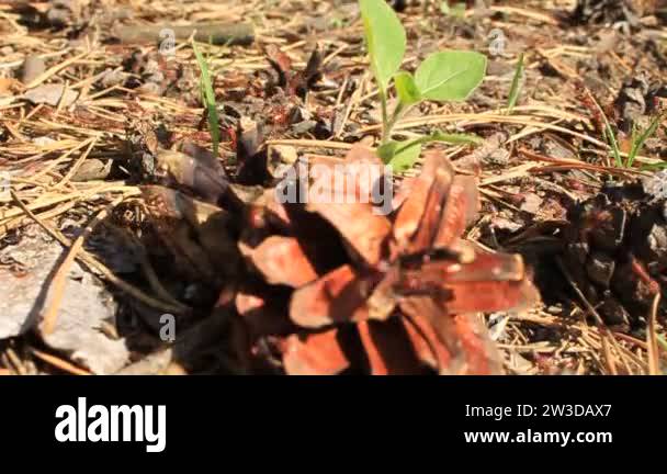Army ants Stock Video Footage - Alamy