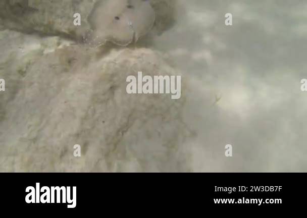 Fish swimming away at the Easter Island, Rapa Nui Stock Video Footage ...