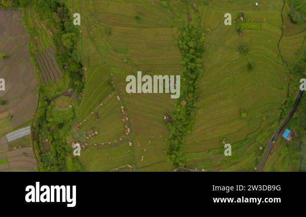 Slow dolly aerial view of lush green terraced farm plantations in rural ...