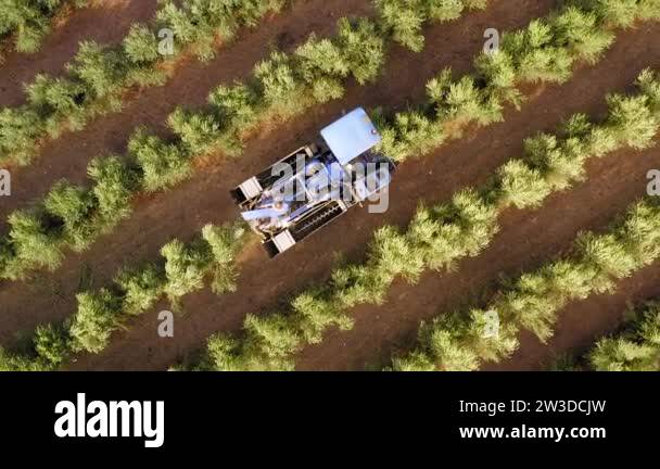 Olive Harvester passing over rows of Olive Trees and softly shaking and ...