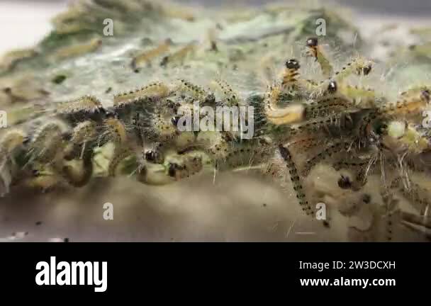 Much many Stock Videos & Footage - HD and 4K Video Clips - Alamy