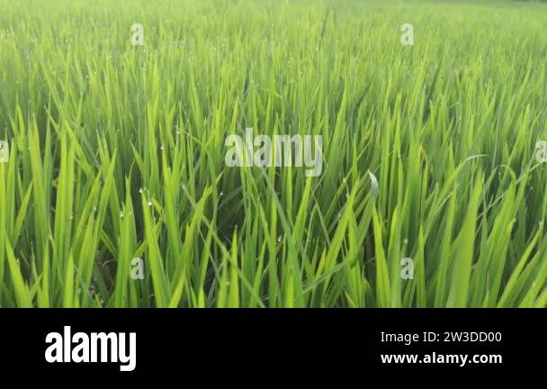 Paddy crop Stock Videos & Footage - HD and 4K Video Clips - Alamy
