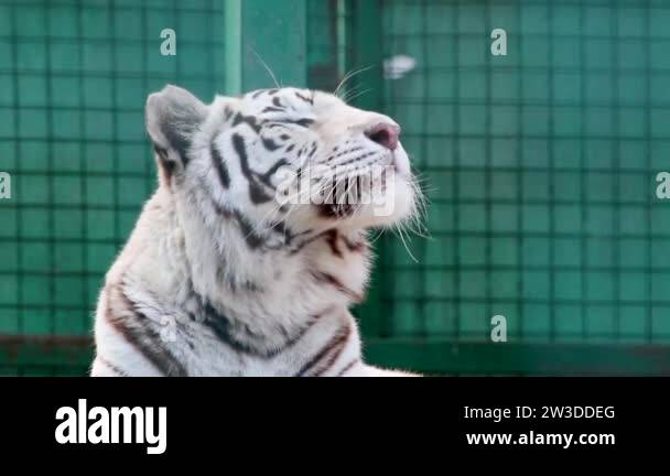 White tiger head side view Stock Videos & Footage - HD and 4K Video ...