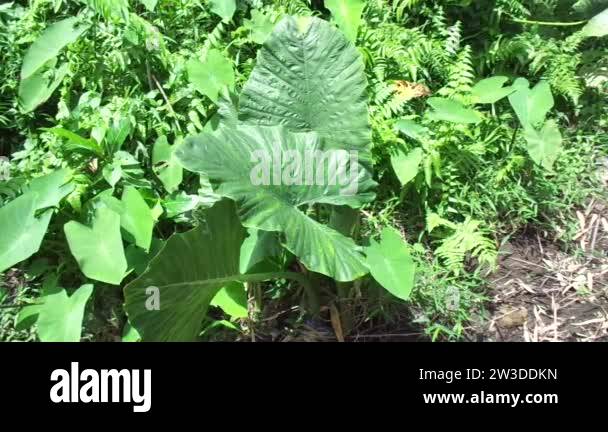 close up Taro leaves (Colocasia esculenta, talas) with natural ...