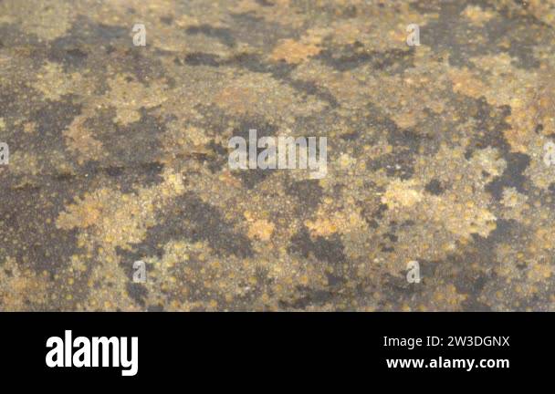 close up video of Suriname Toad frog skin, Pipa pipa in water ...